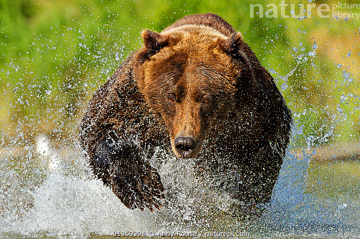 Stock photo of Grizzly bear (Ursus arctos horribilis) leaping through ...