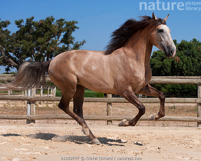 Stock photo of A purebred Lusitano stallion cantering in the arena at ...