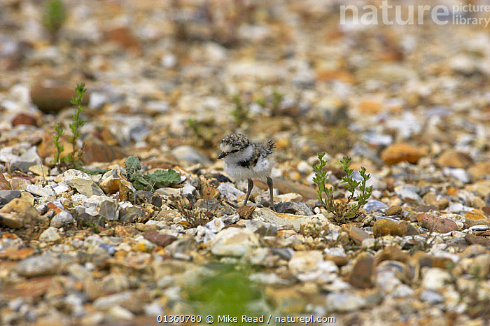 Stock photo of Little ringed plover (Charadrius dubius) chick ...