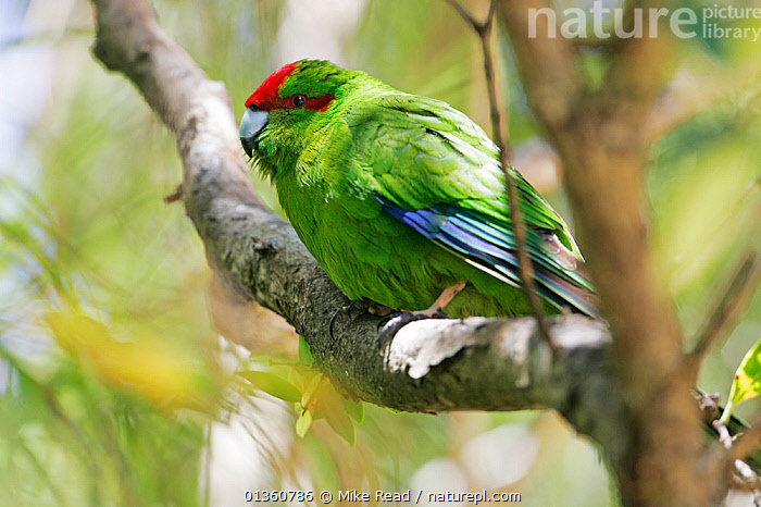 Stock photo of Red crowned parakeet (Cyanoramphus novaezelandia ...