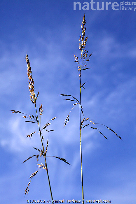 Stock photo of False Oat Grass / Tall Oat Grass / Onion Couch / Tuber ...