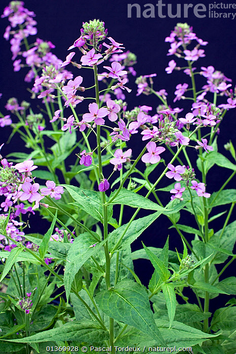 Stock photo of Sweet Rocket / Dame's Rocket / Damask Violet (Hesperis ...