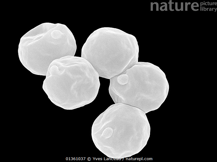 Stock photo of Spores of Death Cap fungus (Amanita phalloides ...