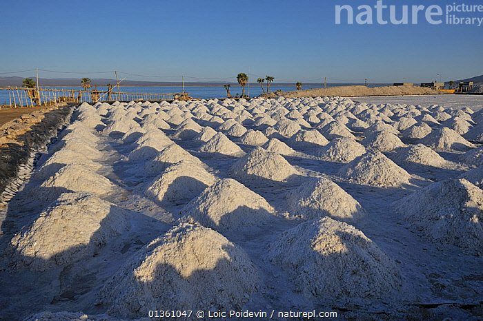 Stock photo of Piles of harvested salt from the salt lake Afdera ...