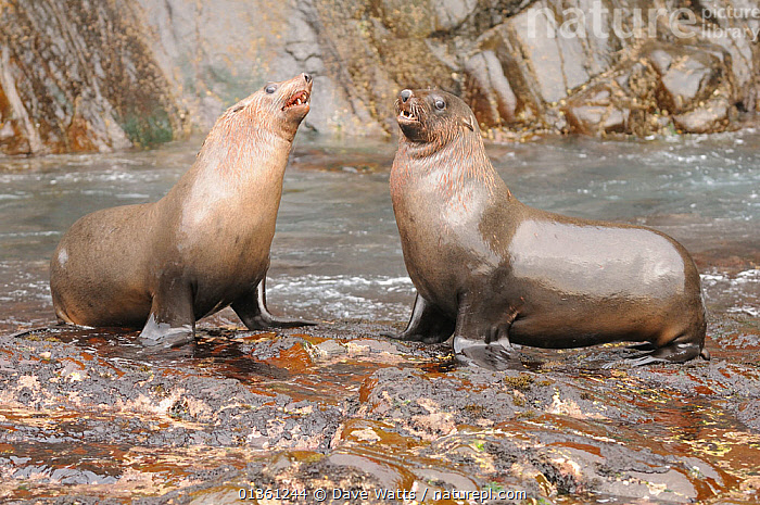 Stock photo of Two Australian fur seals (Arctocephalus pusillus ...