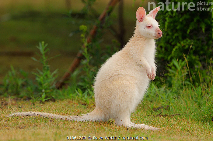 Stock photo of Bennett's wallaby, Tasmanian subspecies of Red-necked ...