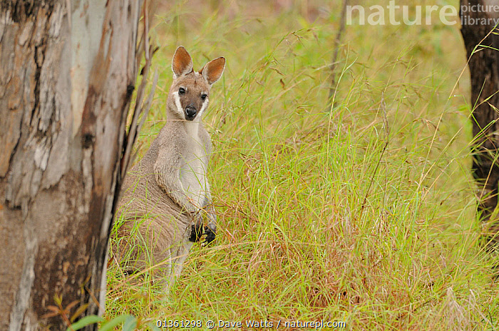 Stock photo of Whiptail / Pretty-faced wallaby (Macropus parryi ...