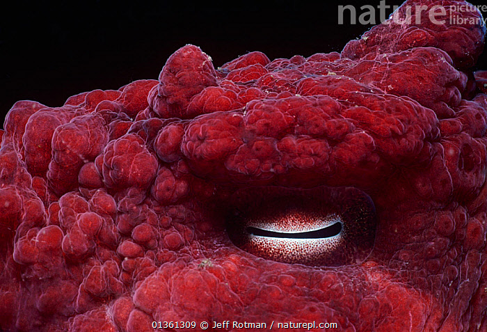 Giant Octopus Eyes
