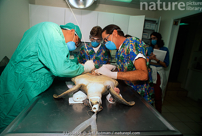 Stock photo of Vets perform an operation to remove tumors from a ...
