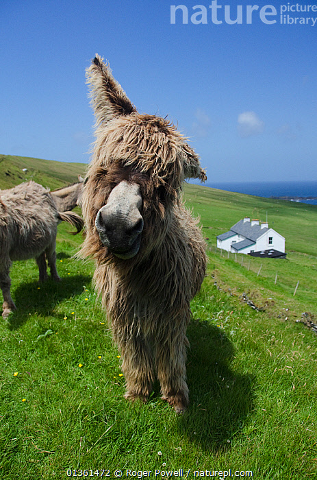 Stock photo of Woolly Paramo Donkey (Equus africanus asinus) sub ...