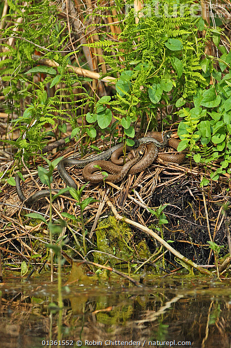Stock photo of Grass snakes (Natrix natrix) male and female beside ...