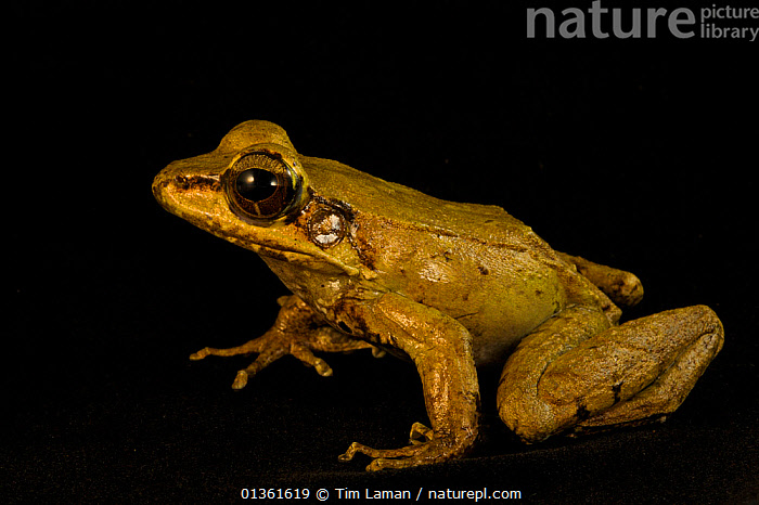 Stock photo of Frog (Rana sp.) in profile. Endemic to the Foja ...