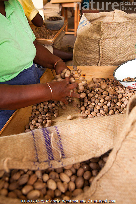 Stock photo of Woman sorting Nutmeg (Myristica) seeds and shells at ...