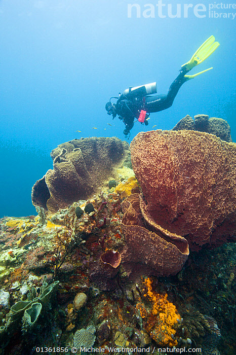 Stock photo of Diver exploring healthy reef system in St Vincent, St ...
