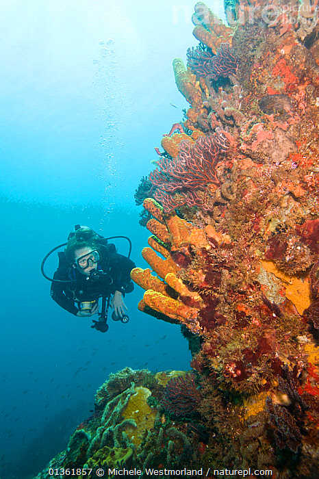 Stock photo of Diver exploring healthy reef system in St Vincent, St ...
