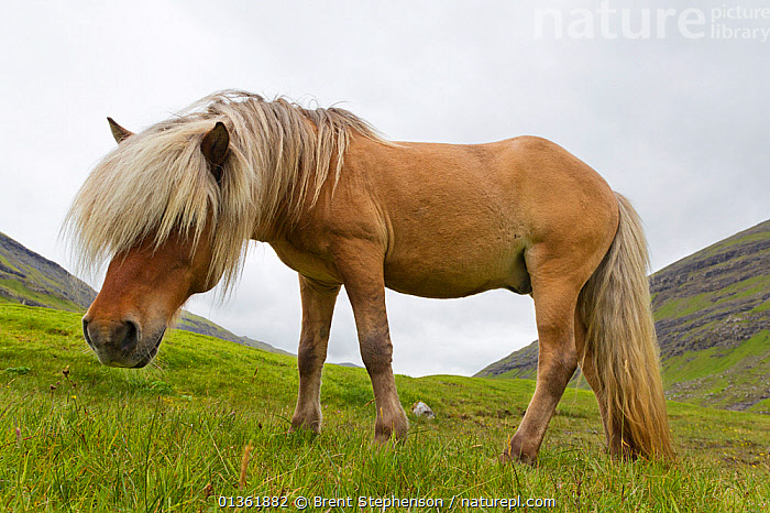 Stock photo of Iceland Pony (Equus caballus) low angle profile portrait ...