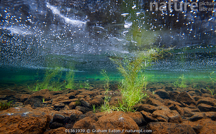 Stock photo of Under the ice scene of freshwater frozen lake habitat ...