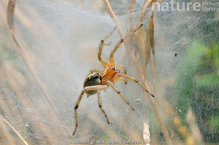 Stock photo of Common labyrinth spider (Agelena labyrinthica) waiting ...