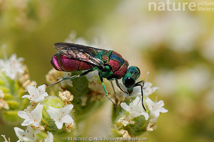 Stock photo of Ruby-tailed / Cuckoo / Jewel wasp (Pseudospinolia ...