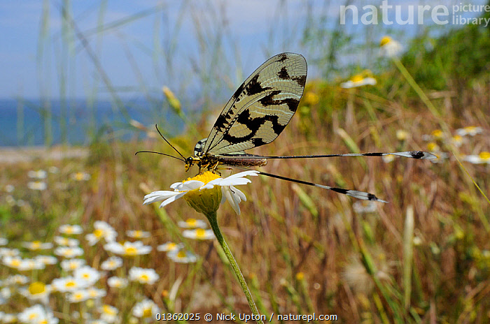 Stock photo of Thread-winged / Spoonwing lacewing / antlion (Nemoptera ...