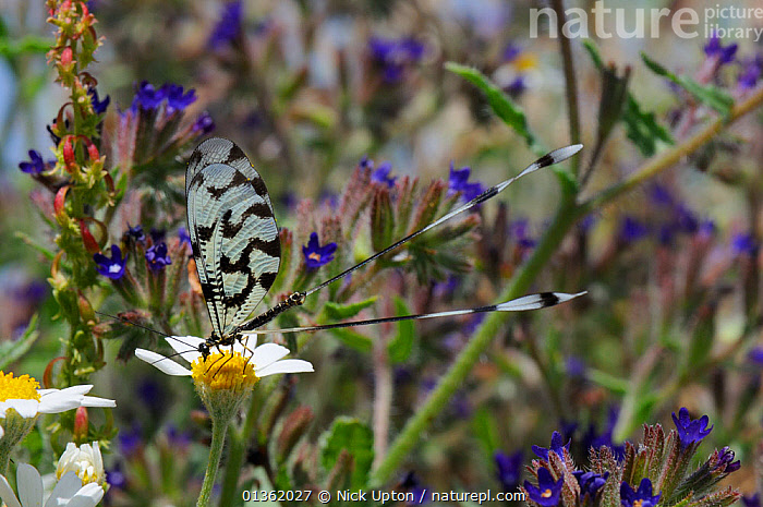 Stock photo of Thread-winged / Spoonwing lacewing / antlion (Nemoptera ...