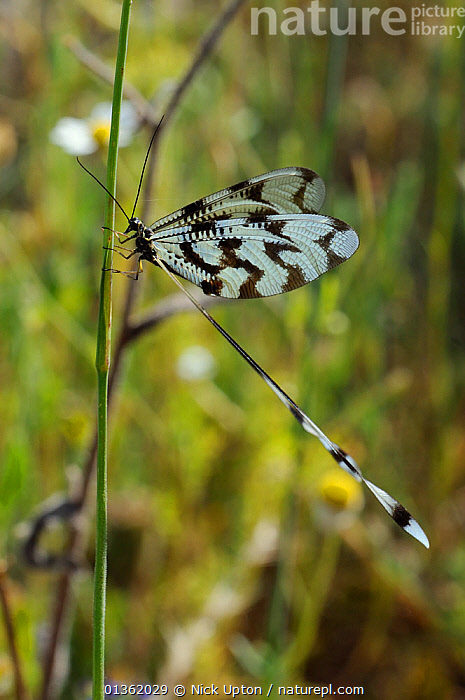 Stock photo of Thread-winged / Spoonwing lacewing / antlion (Nemoptera ...
