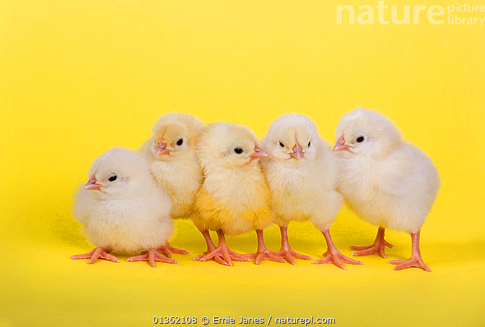Stock photo of Five newly hatched chicks in a row. Available for sale ...