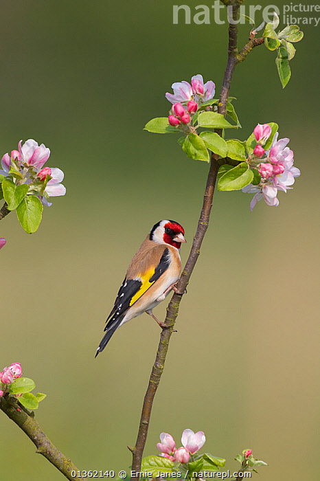 Stock photo of Goldfinch (Carduelis carduelis) on Apple tree branch in ...
