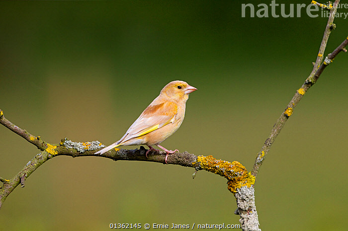 Stock photo of Greenfinch (Carduelis chloris) with colour mutation, UK ...