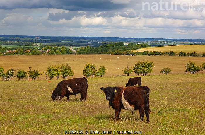 Stock photo of Shetland cattle with Ivinghoe church in the distance ...