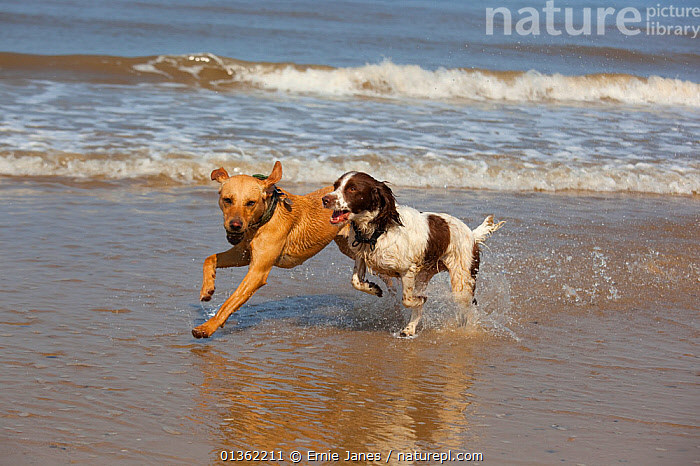 Stock photo of Yellow Labrador and Springer spaniel playing in shallow ...