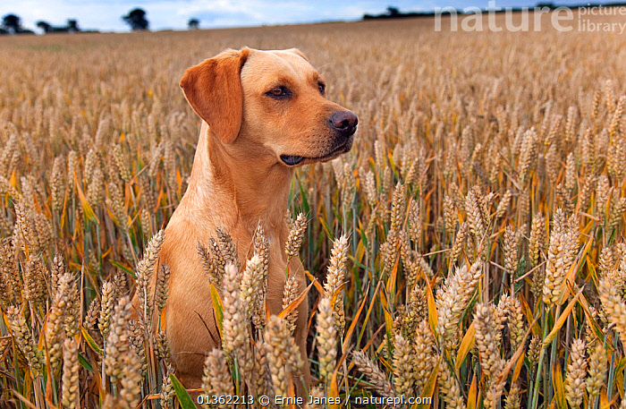 Stock photo of Yellow Labrador sitting in wheat field, UK, July ...