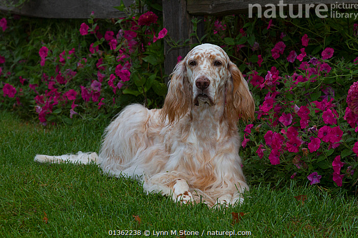 Stock photo of Female English Setter (show type) lying on grass in ...