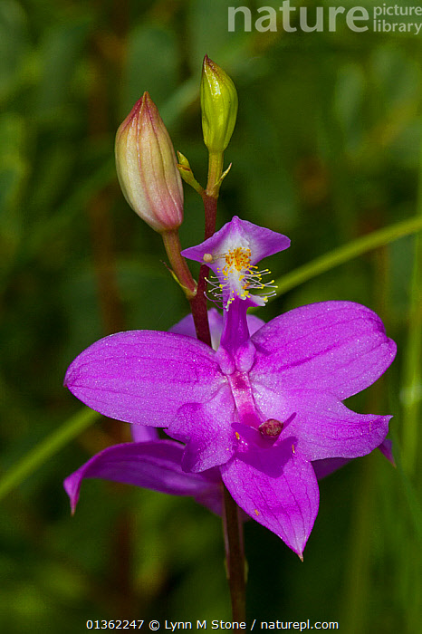 Stock photo of Grass pink (Calopogon tuberosus tuberosus/ Calopogon ...