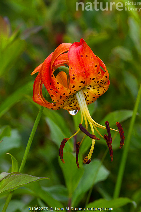 Stock photo of Turk's cap lily (Lilium superbum) flower, Rhode Island ...