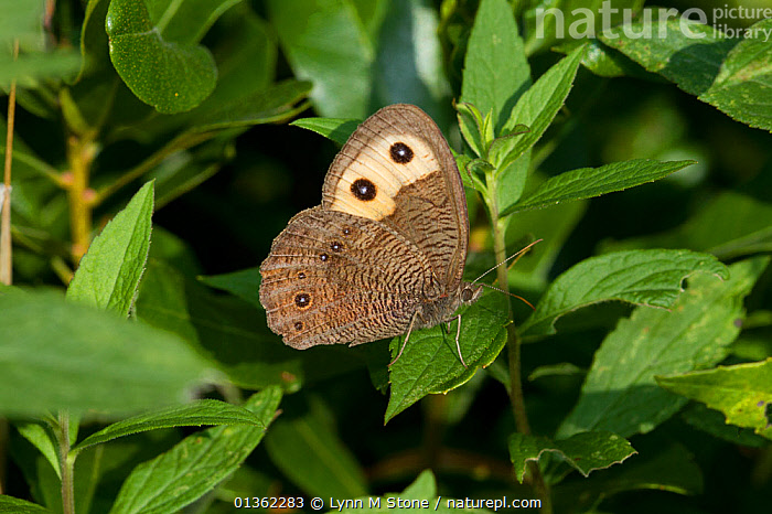 Stock photo of Common wood nymph butterfly (Cercyonis pegala) on leaf ...