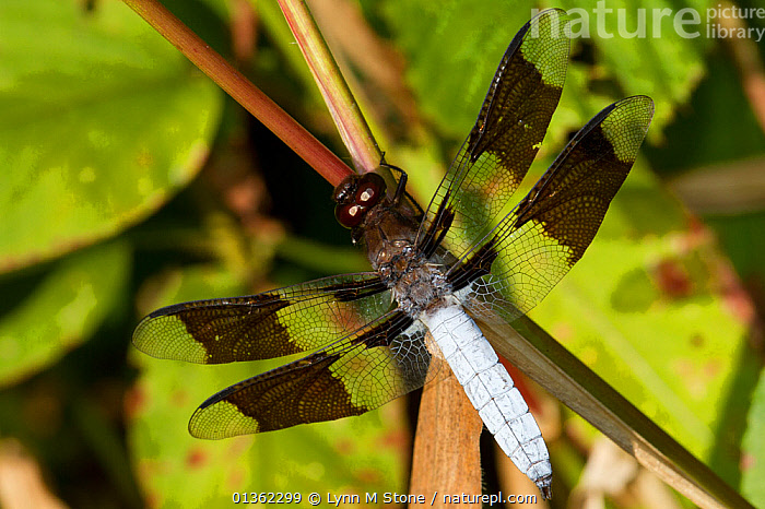 Stock photo of Common whitetail dragonfly (Libellula / Plathemis lydia ...