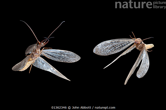 Stock photo of Male and female Dobsonfly (Corydalus sp) in flight (male ...