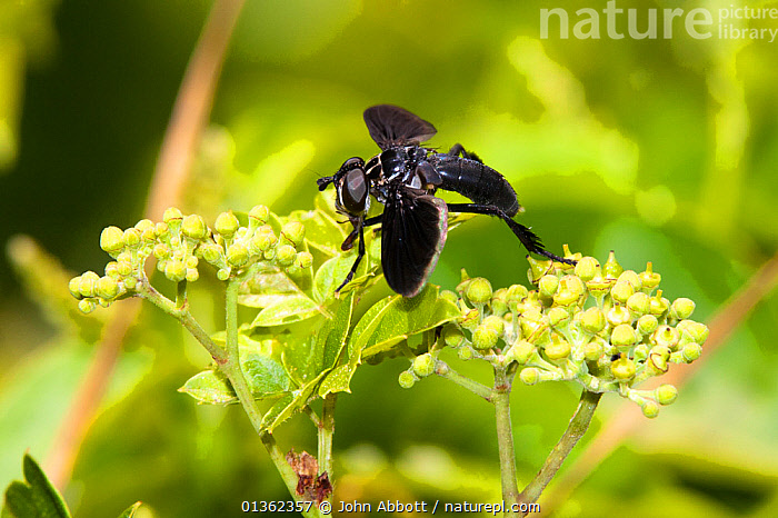 Stock photo of Feather-legged fly (Trichopoda lanipes) female resting ...