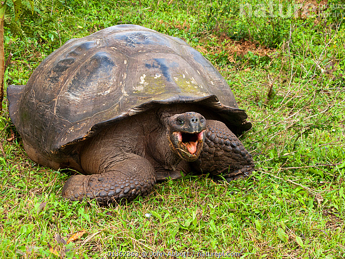 Stock photo of Galapagos giant tortoise (Chelonoidis nigra porteri) feeding, Mariposa ...