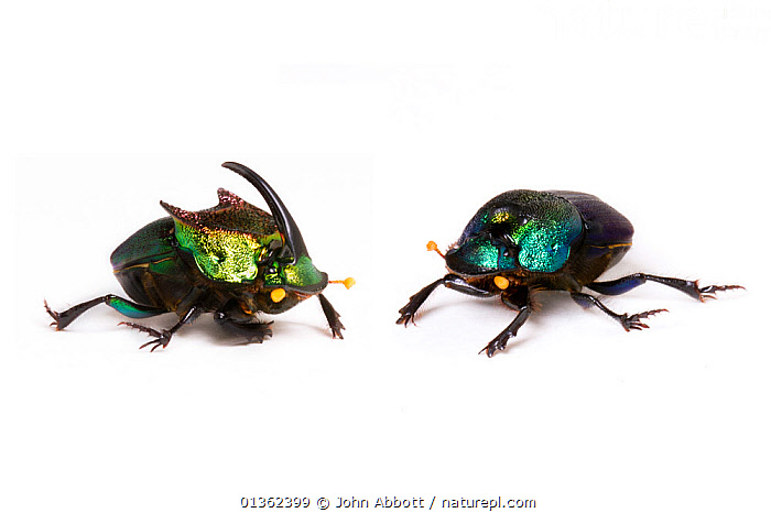 Stock photo of Rainbow scarab beetles (Phanaeus difformis) male (on ...