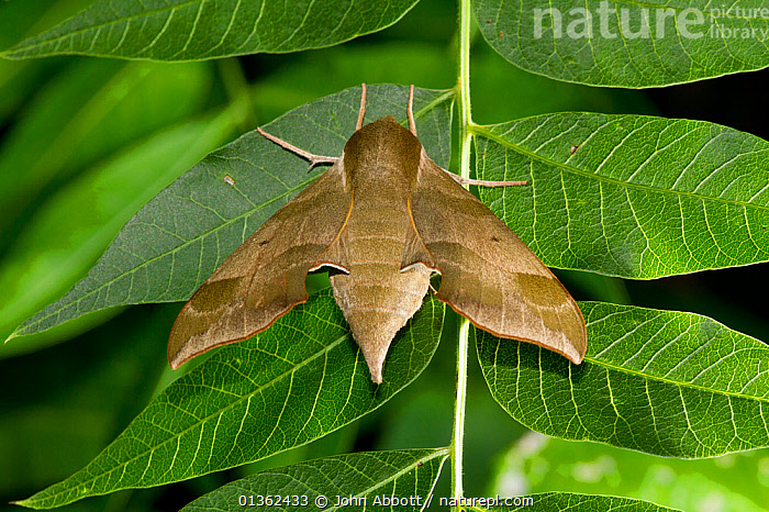 Stock photo of Virginia Creeper sphinx moth (Darapsa myron) Texas, USA ...