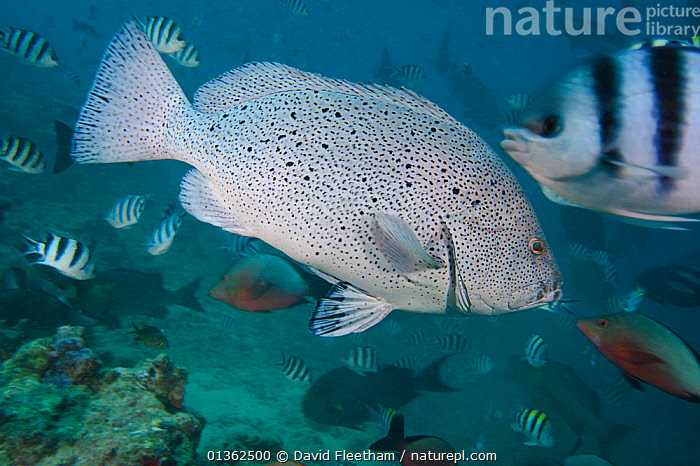 Stock photo of Purple Rock Cod / Blue Maori / Blue Mori Cod / Speckled ...