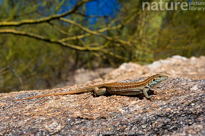 Stock photo of Sonoran Spotted Whiptail lizard (Aspidocelis sonorae ...