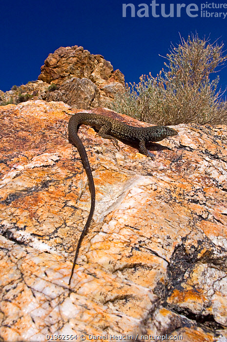 Stock photo of Western Whiptail Lizard (Aspidocelis tigris tigris) male ...