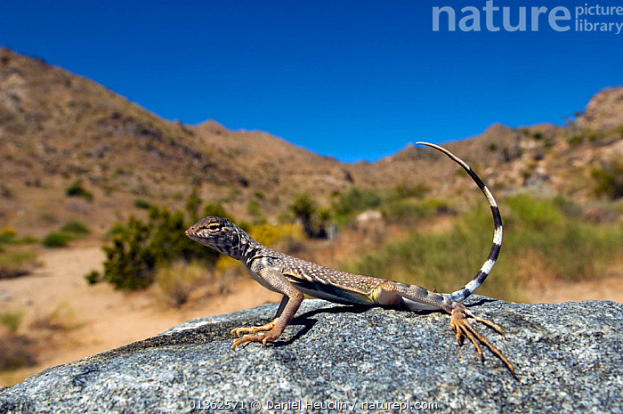 Stock photo of Western Zebra tailed Lizard (Callisaurus draconoides ...