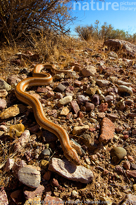 Stock photo of Desert Rosy Boa (Lichanura trivirgata gracia) controlled ...