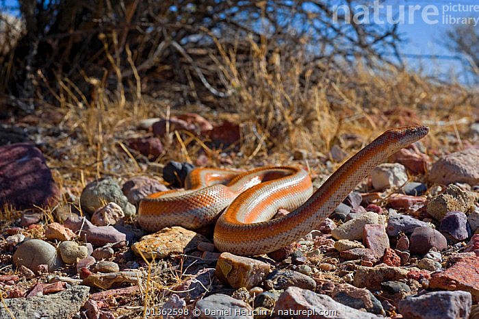 Stock photo of Desert Rosy Boa (Lichanura trivirgata gracia) controlled ...