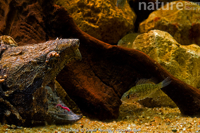 Stock photo of Alligator snapping turtle (Macroclemys temmincki ...