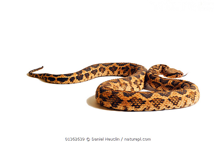 Stock photo of Moorish viper (Daboia / Macrovipera mauritanica) captive ...